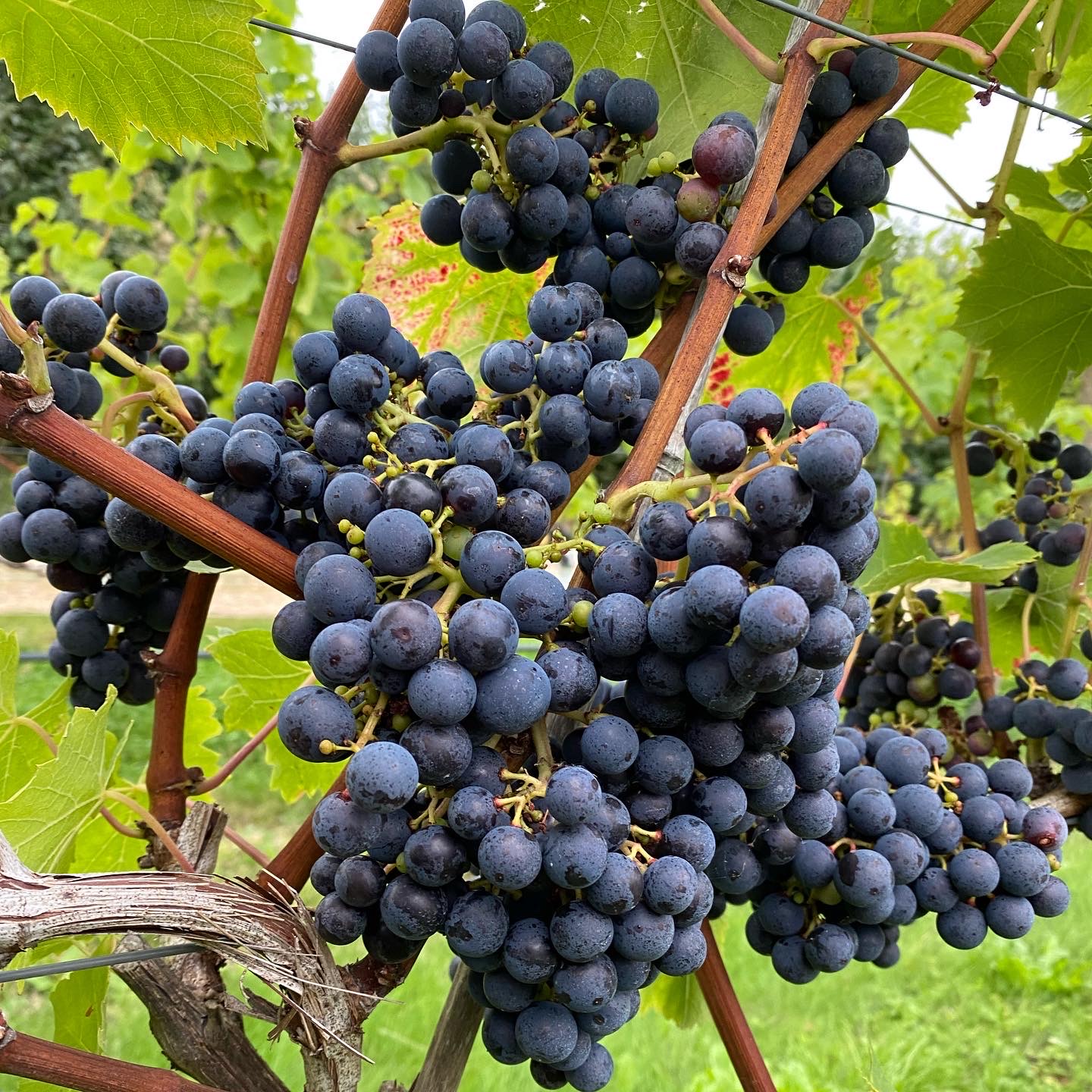 Woodchester Valley | Wine In Focus: Regent Rosé